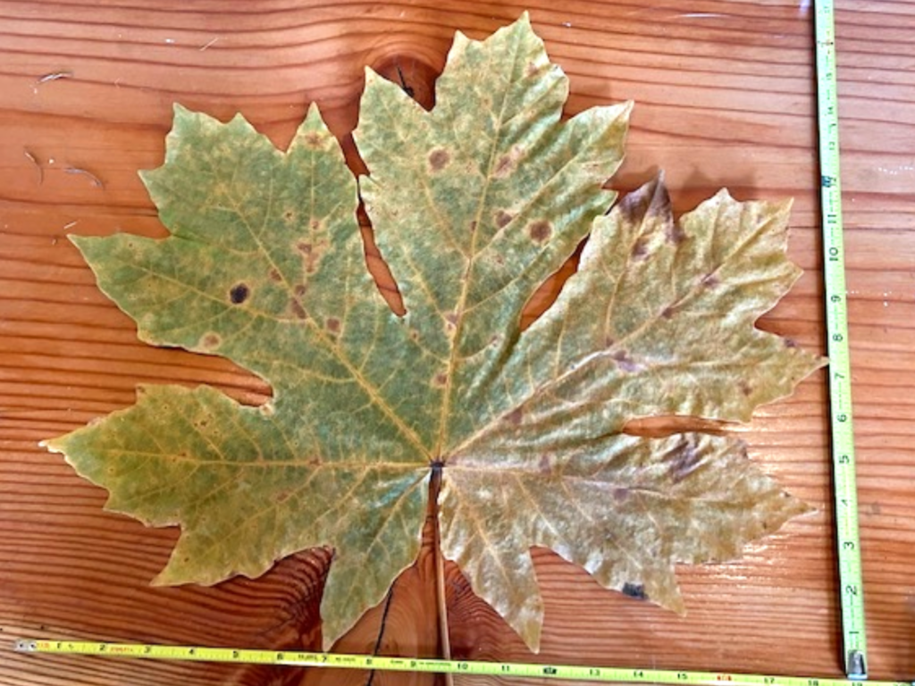 Bigleaf Maple Big Leaf Contest