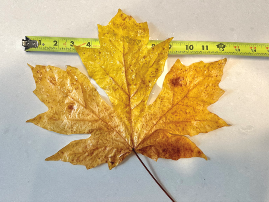 Bigleaf Maple Big Leaf Contest