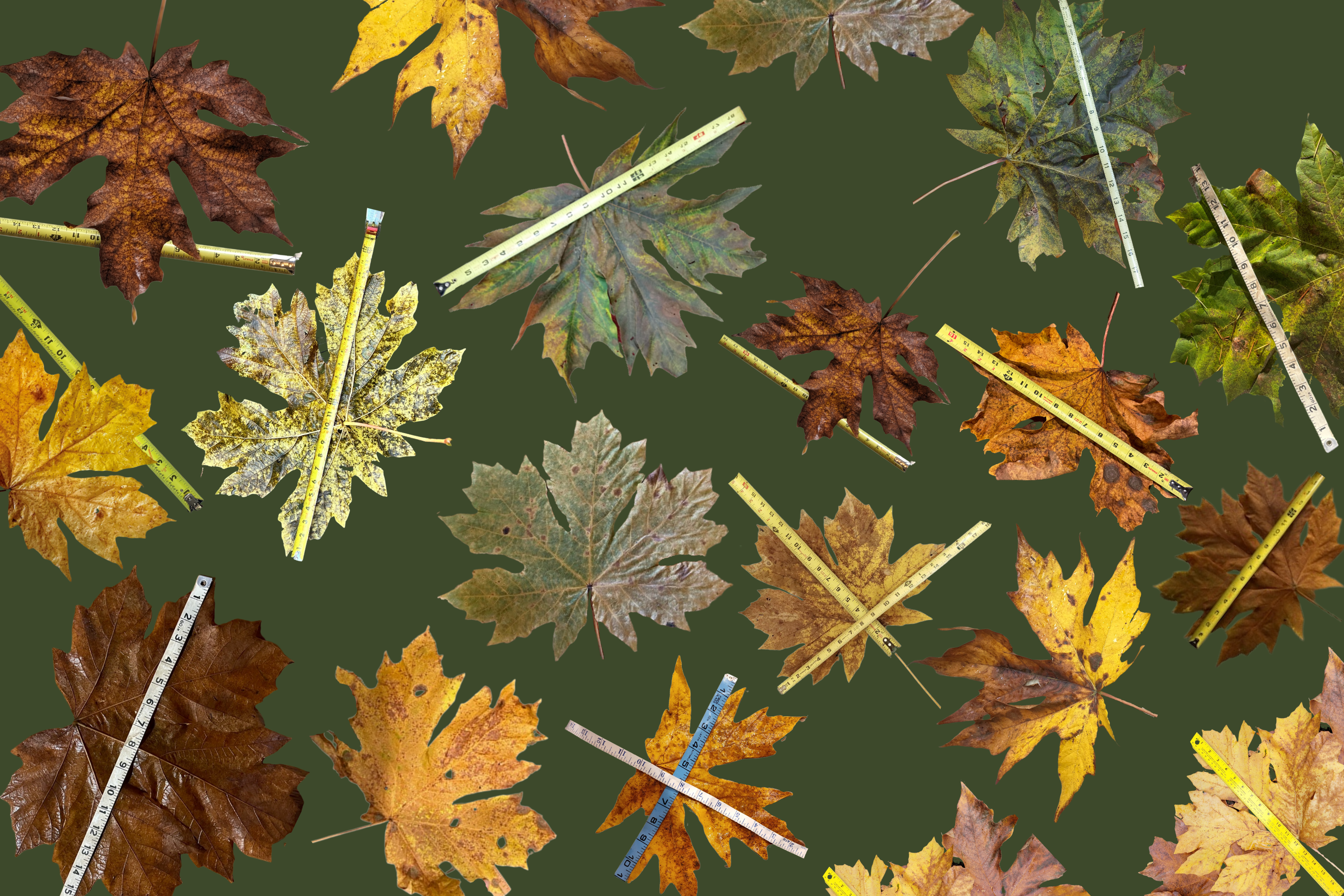 Bigleaf Maple Big Leaf Contest