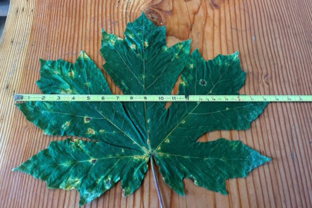 Bigleaf Maple Big Leaf Contest